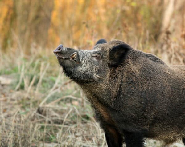 Why Wild Boars Are Wreaking Havoc Across the South - Animals Around The ...