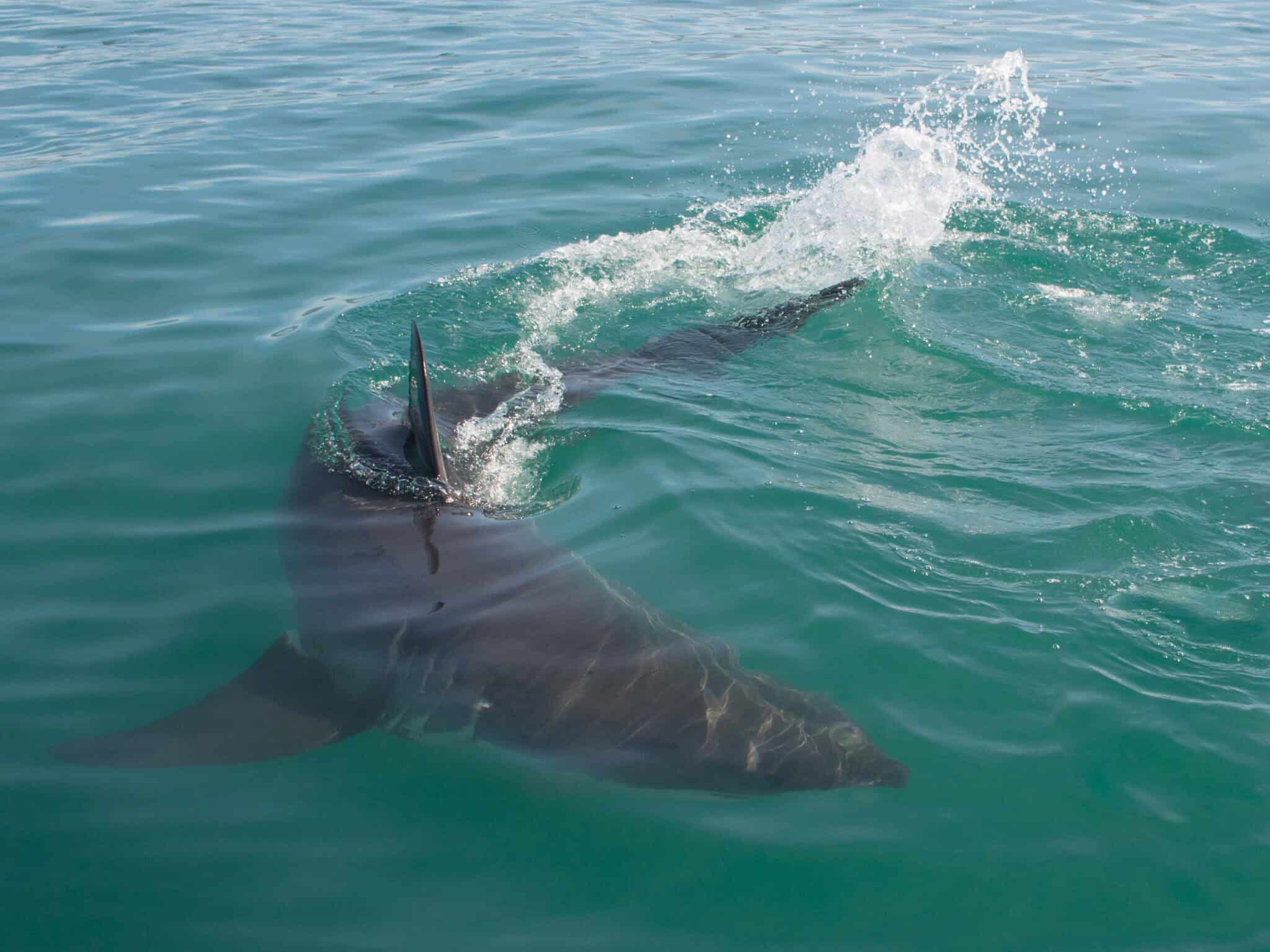 Rare Great White Shark Sighting Near Bondi Beach Raises Questions ...