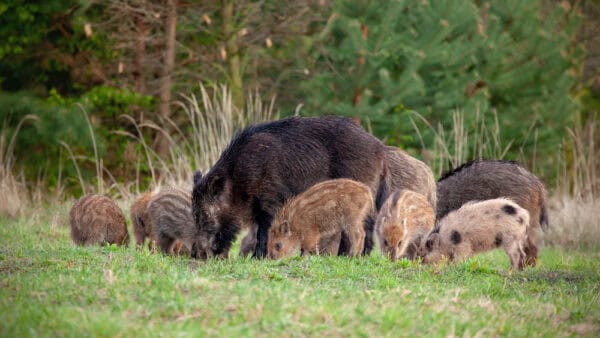 Why Wild Boars Are Wreaking Havoc Across the South - Animals Around The ...