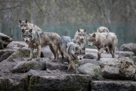 How 14 Wolves Completely Changed Yellowstone National Park - Animals ...