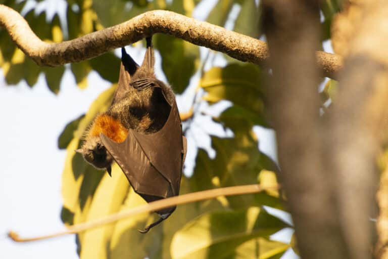 Meet the Giant Golden-Crowned Flying Fox - Animals Around The Globe
