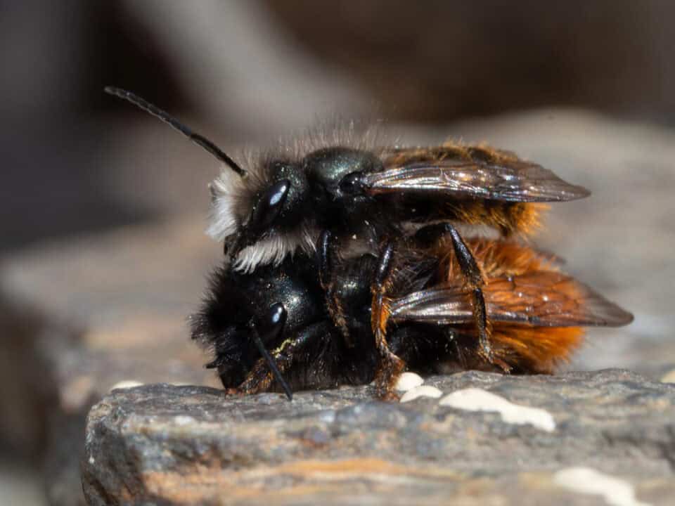 The Grim Fate For Male Bees After Mating - Animals Around The Globe