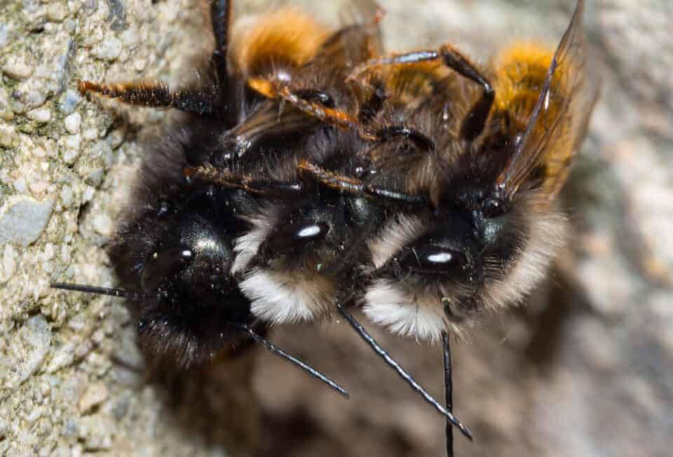 The Grim Fate For Male Bees After Mating - Animals Around The Globe