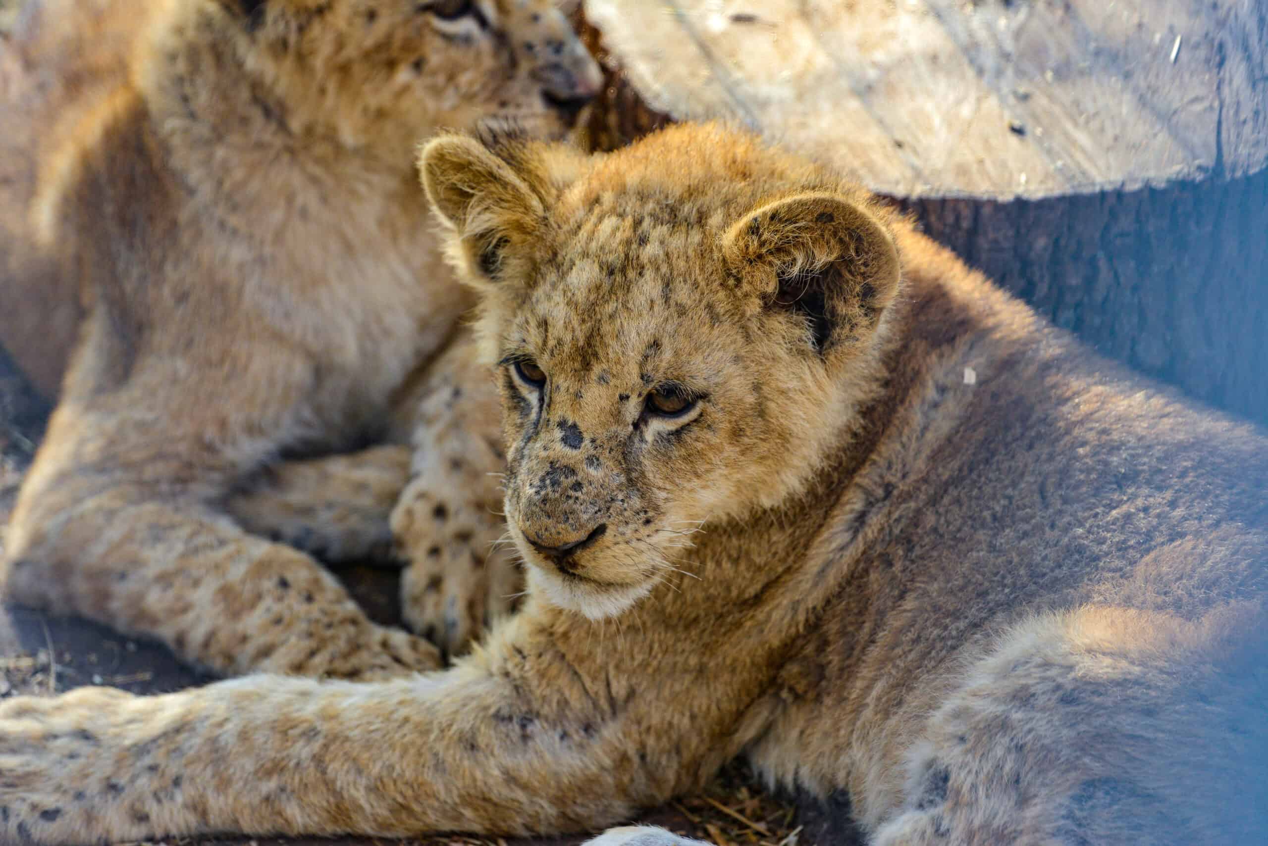 Rescued Baby Lion Makes a Miraculous Recovery - Animals Around The Globe