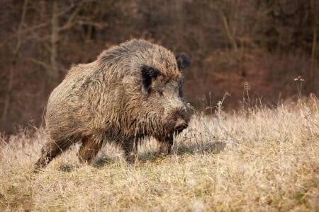 Why Wild Boars Are Wreaking Havoc Across the South - Animals Around The ...