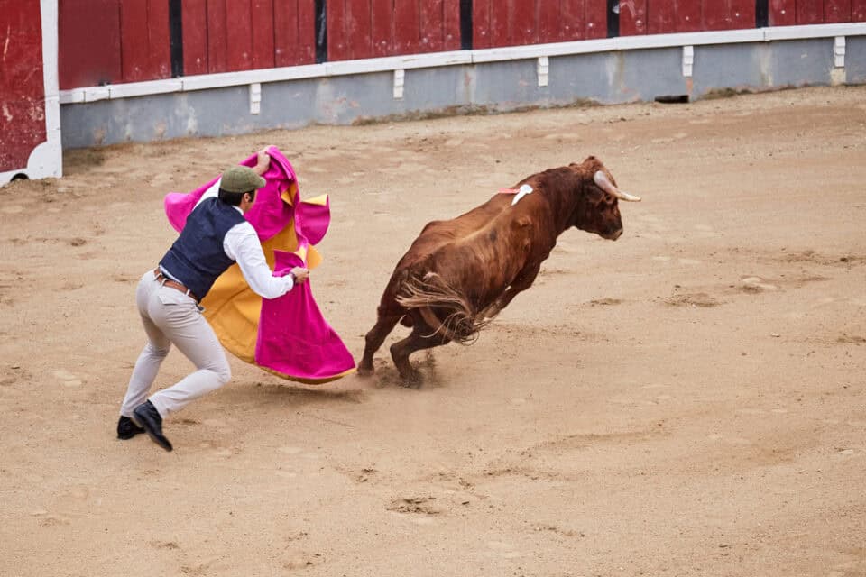 Mexico City Takes a Stand Against Bullfighting Cruelty - Animals Around ...