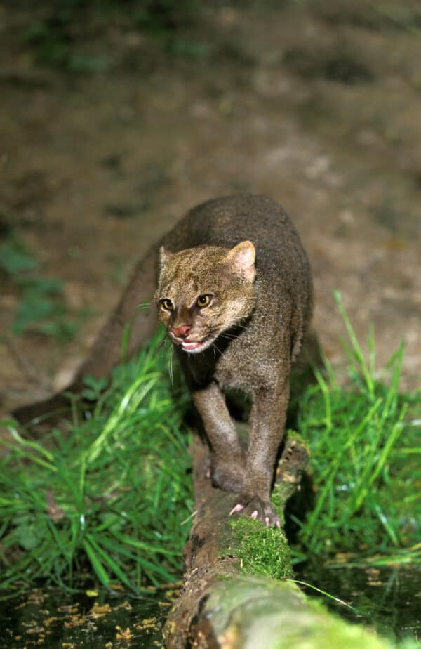 Meet One Of The Rarest Wildcats - A Jaguarundi - AATG