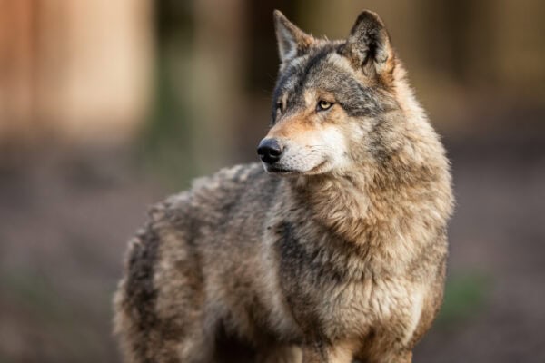 These US States Have Wild Wolves - Animals Around The Globe