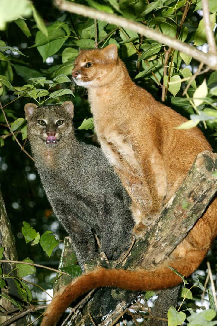Meet One Of The Rarest Wildcats - A Jaguarundi - AATG