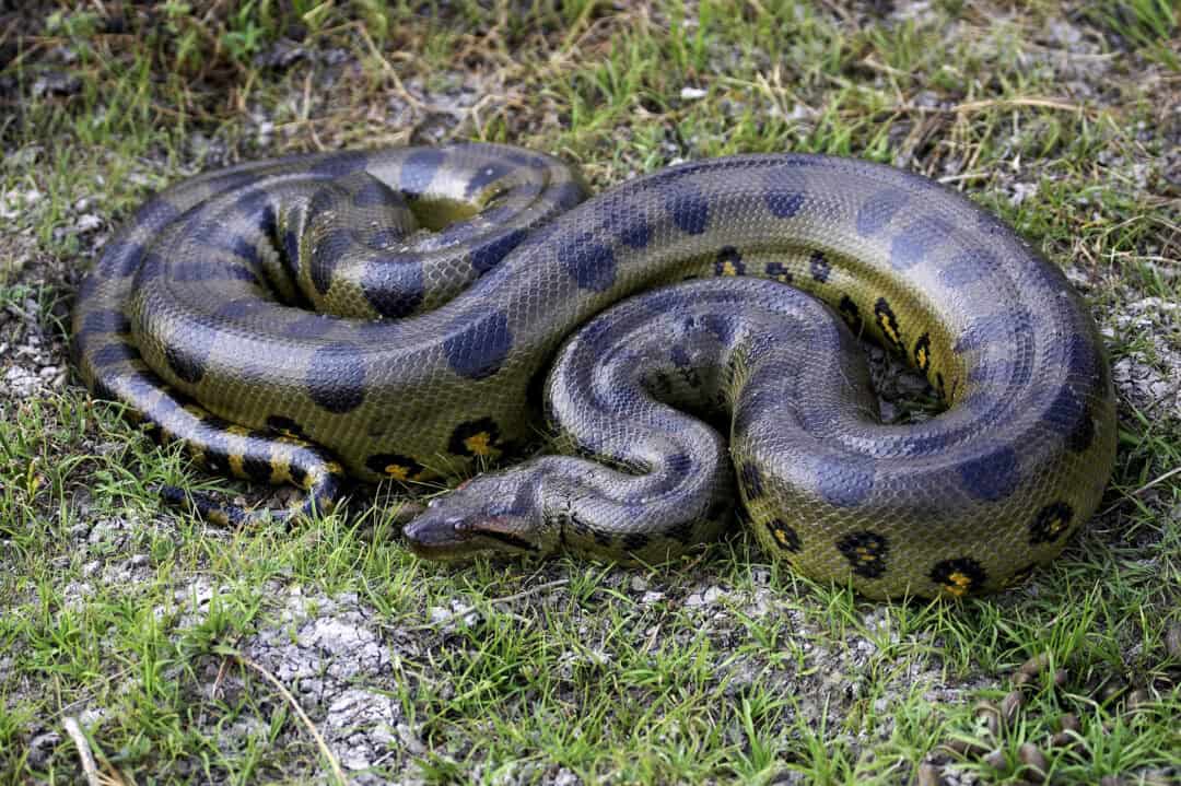 The World’s Heaviest Snake Can Weigh More Than a Refrigerator - Animals ...