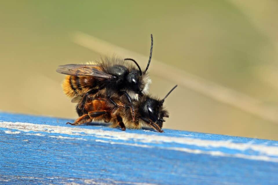 The Grim Fate For Male Bees After Mating - Animals Around The Globe