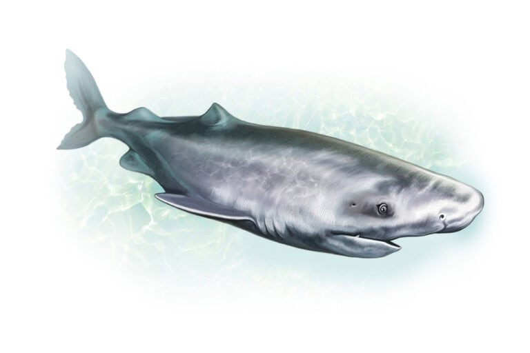 Ancient Greenland Shark Born In The 1600s Still Alive Today - Animals ...