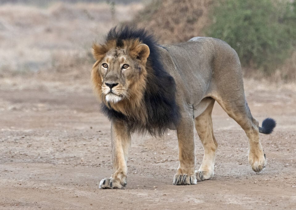 Watch: Male Lion Takes on a Bear in Intense Fight - Animals Around The ...