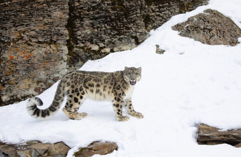 The Secret Life of Snow Leopards in the Himalayas - Animals Around The ...