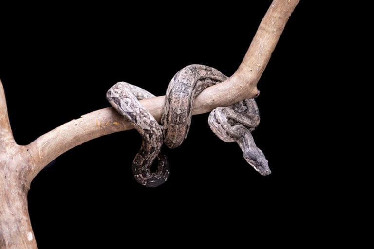 11 Snakes Known for Their Unique Hunting Techniques - Animals Around ...