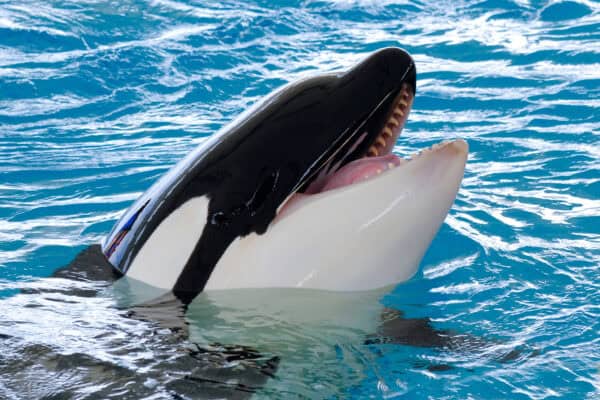 Witness a Thrilling Orca Encounter Up Close During a Paddle Adventure ...