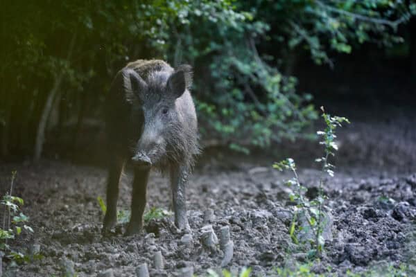 Georgia’s Infamous ‘Hogzilla’ Was One of the Largest Wild Pigs Ever ...