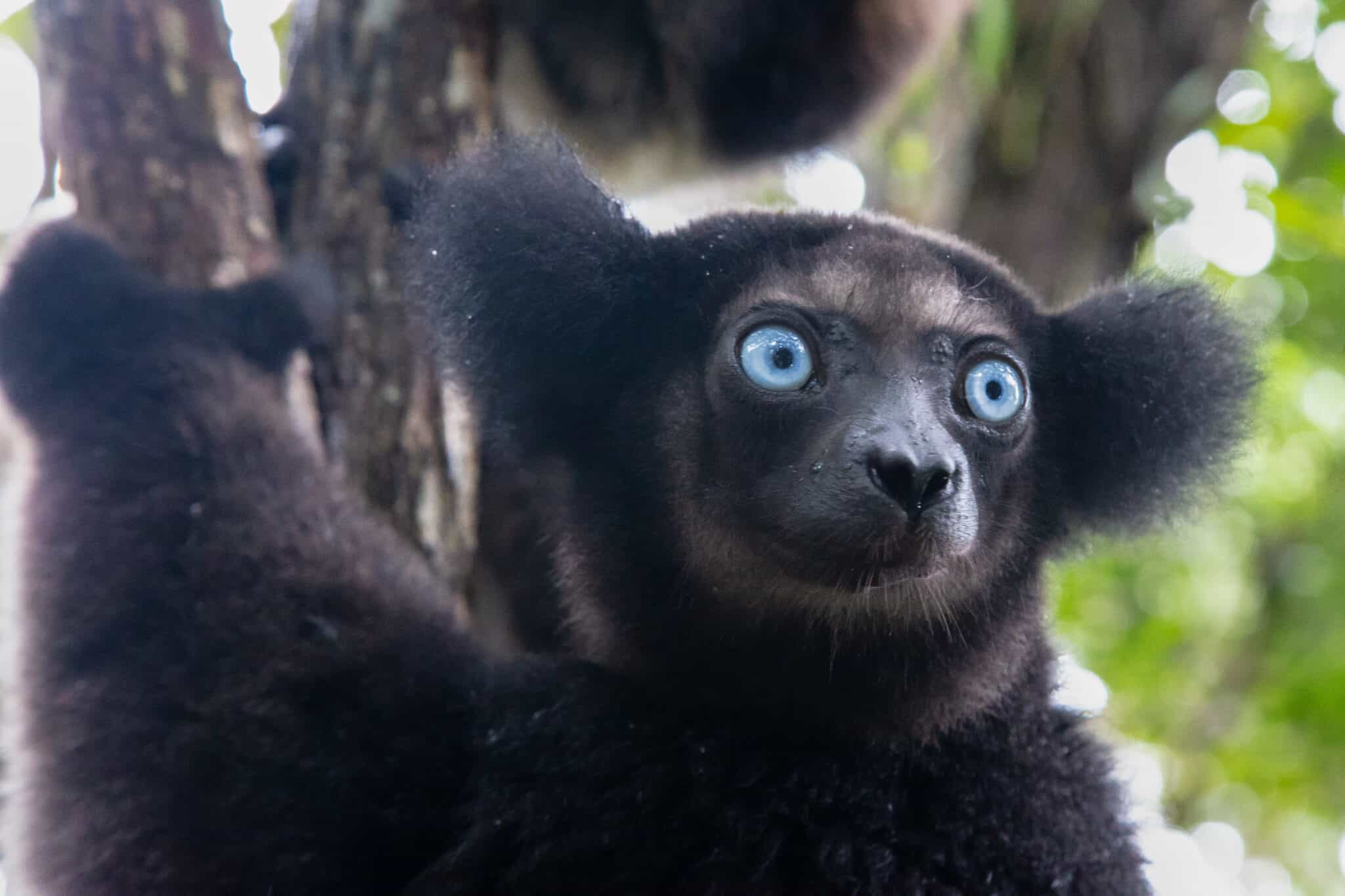 Top 10 Animals with Long Necks - Animals Around The Globe