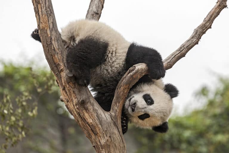 Top 10 Iconic Chinese Animals - Animals Around The Globe