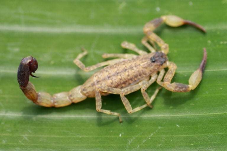 The Lethal Sting of the Scorpion: A Threat in the Desert