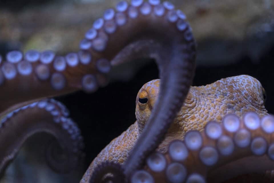 This Octopus Species Is Showing Signs of Advanced Intelligence ...