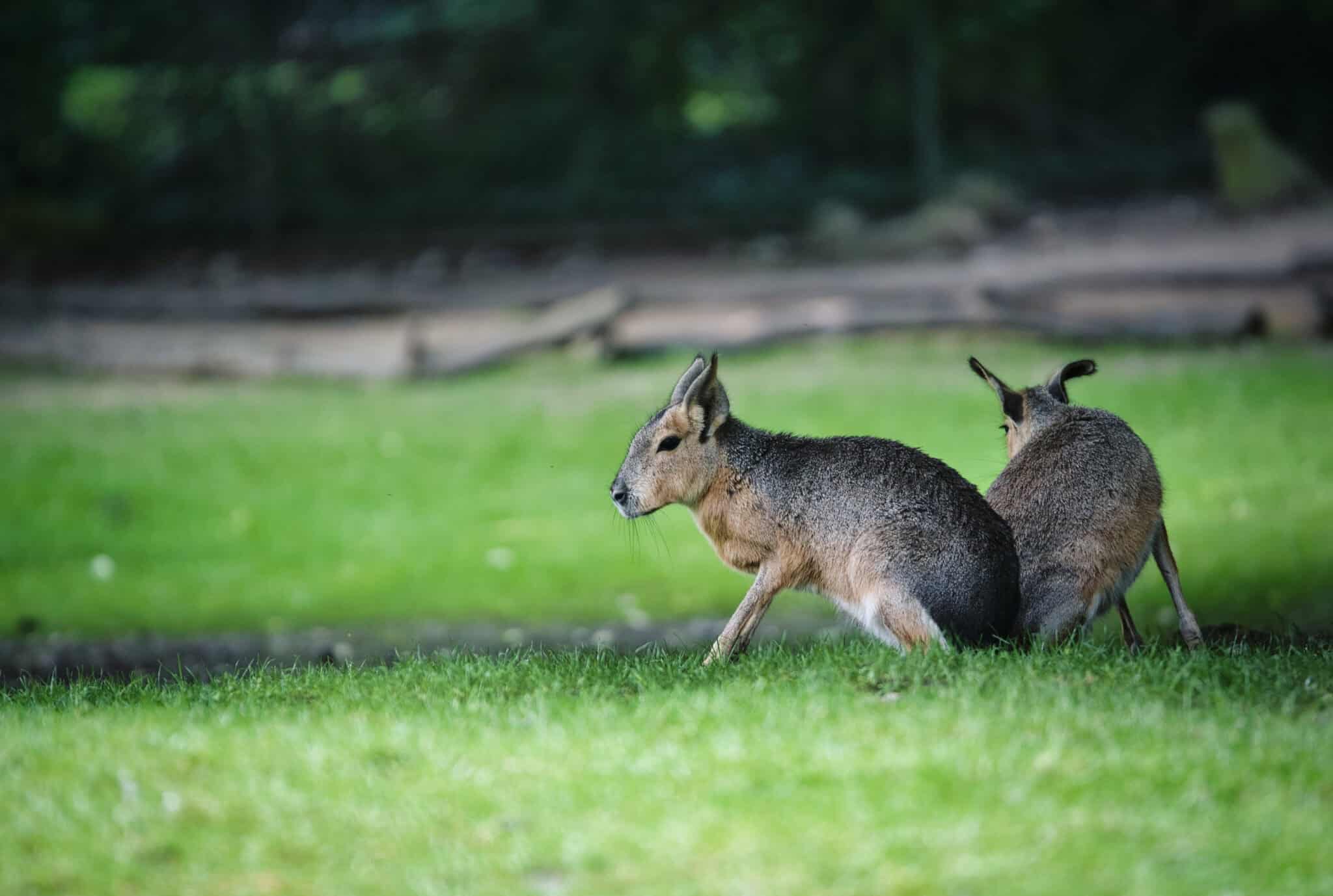 10 Most Frequently Googled Animal Birth Facts - Animals Around The Globe