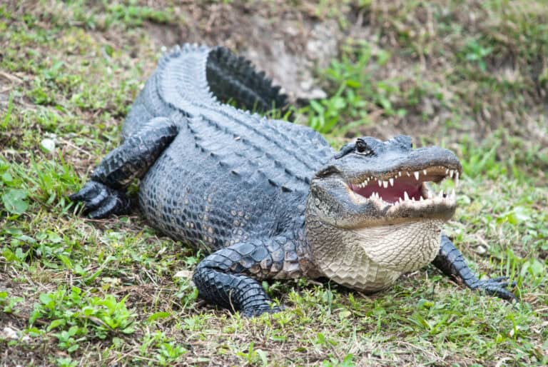Florida Man Catches a 13-foot and 920-Pound Alligator (Second Biggest ...