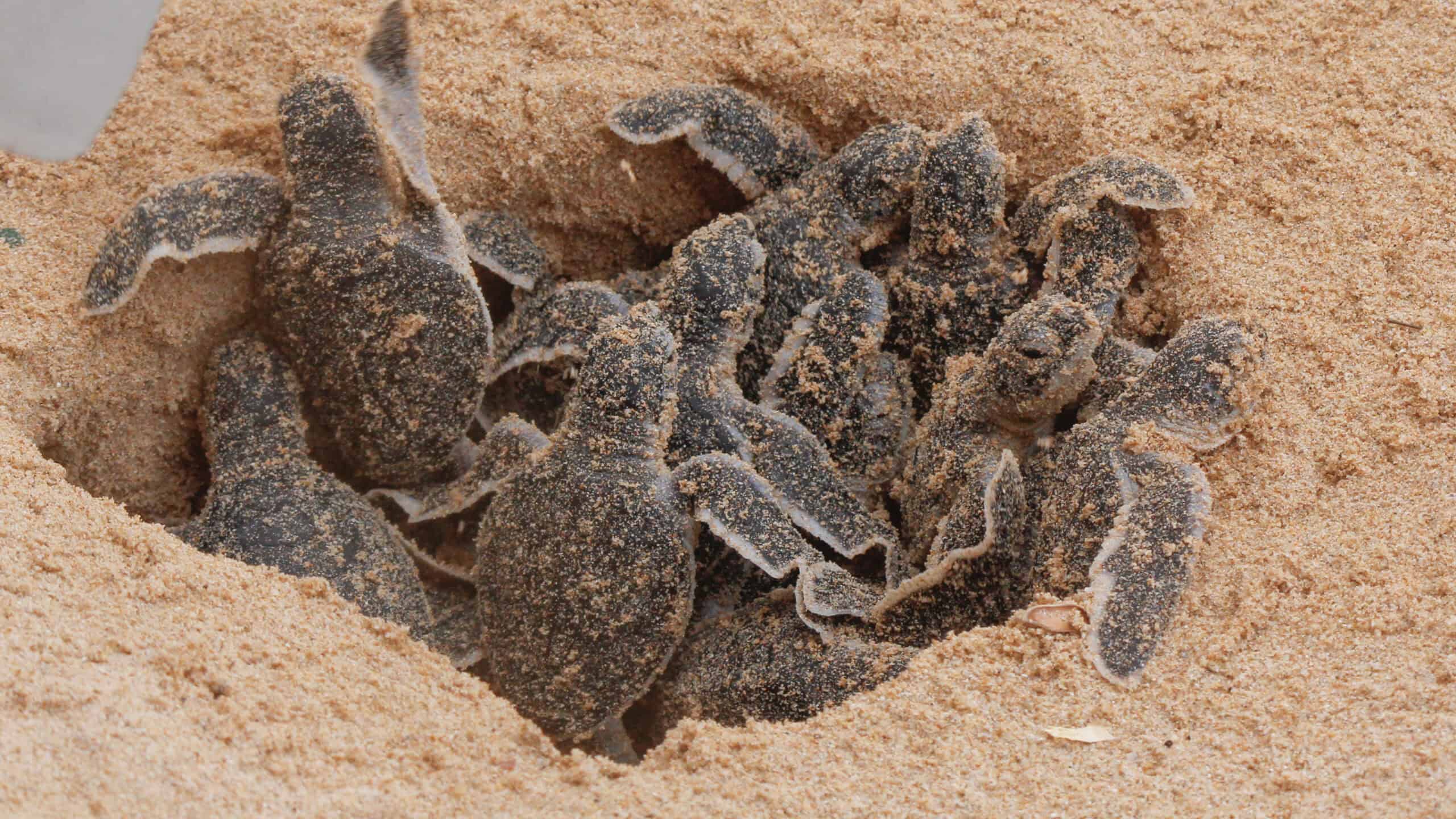 Why Sea Turtles Are Dying in Record Numbers—And What’s Being Done to ...