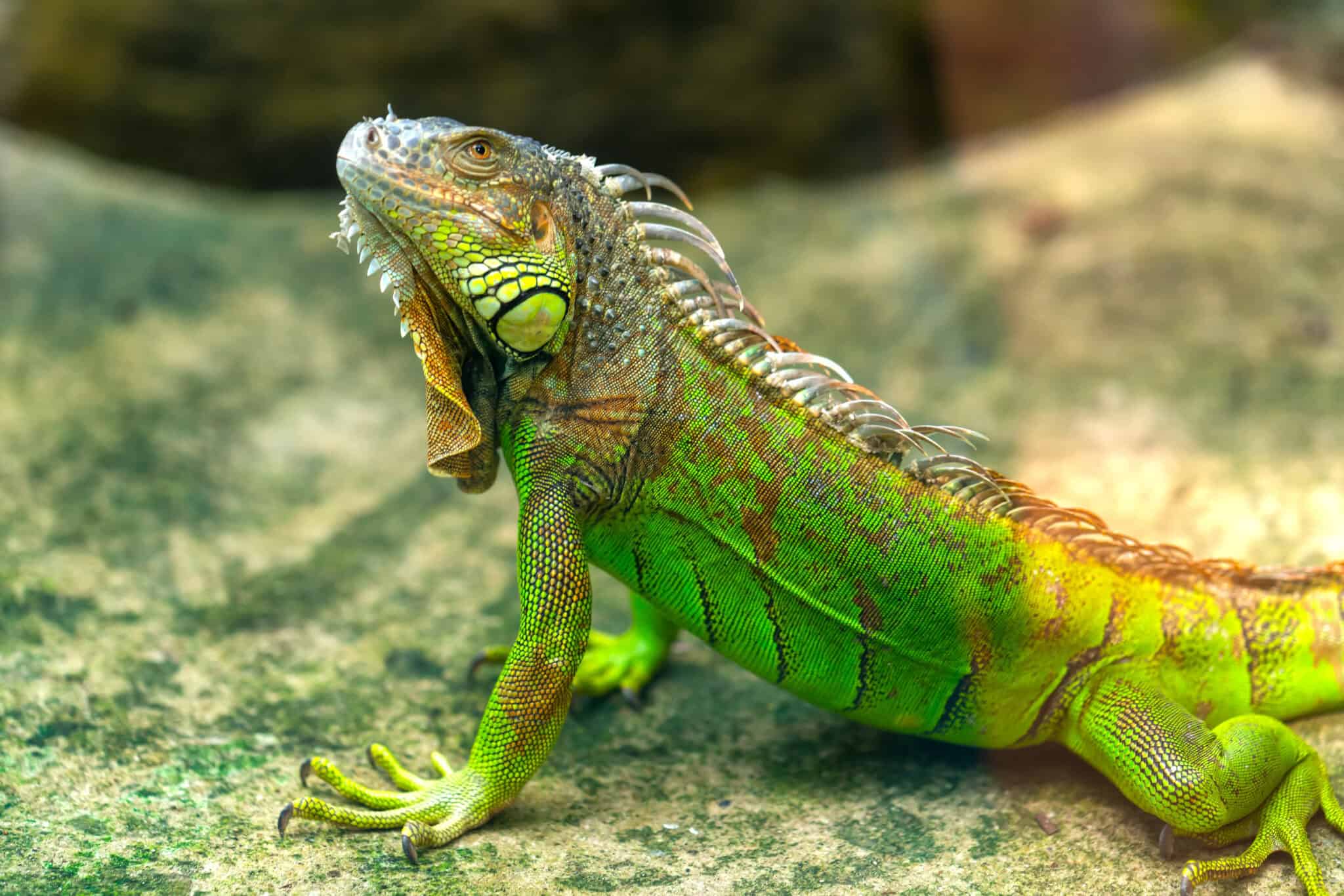 10 Animals That Can Live Without Oxygen for Hours - Animals Around The ...