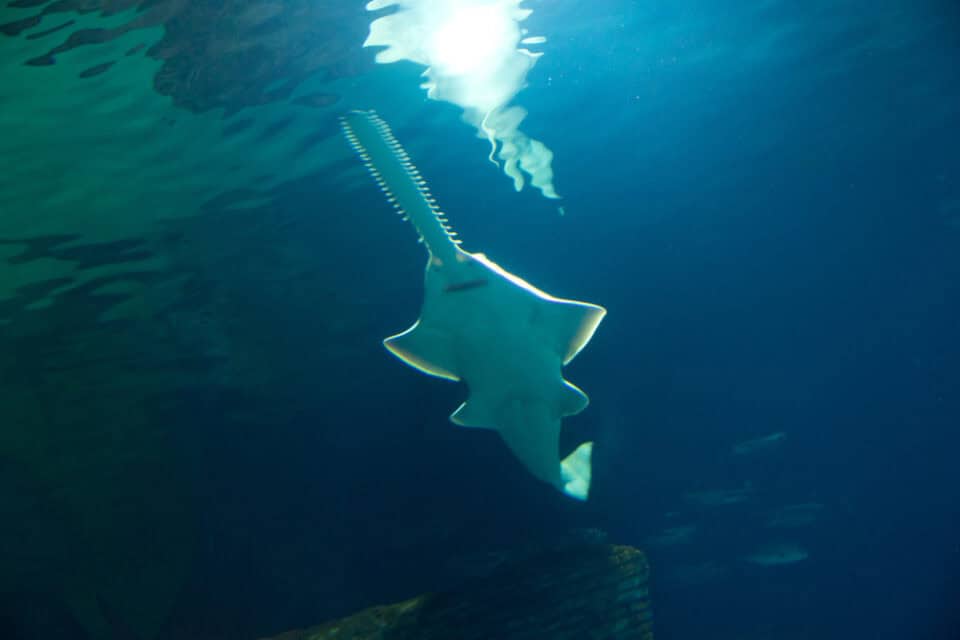 Why the Sawfish Has a Chainsaw-Like Snout - Animals Around The Globe
