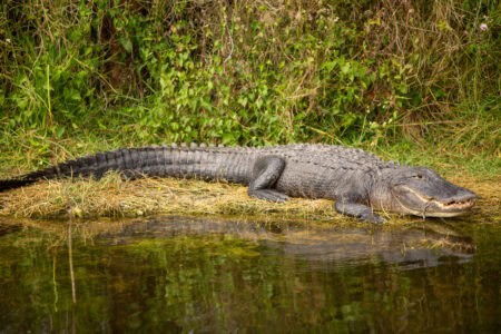 15 Alligator Behaviors That Make Them Apex Survivors - Animals Around ...