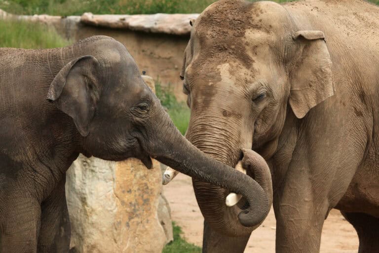 The Best Places to See Elephants in The Wild - Animals Around The Globe