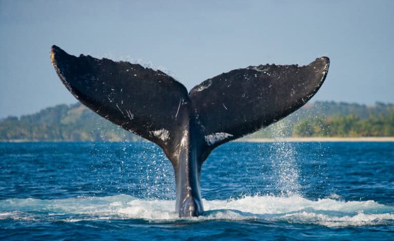 A New Whale Song Pattern Has Scientists Baffled - Animals Around The Globe