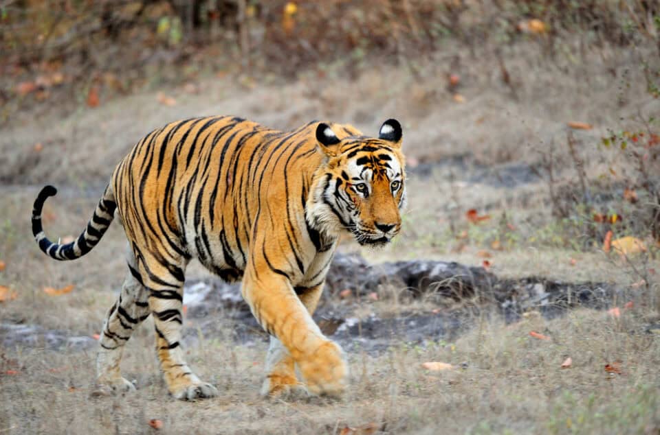How to Survive a Tiger Attack - Animals Around The Globe