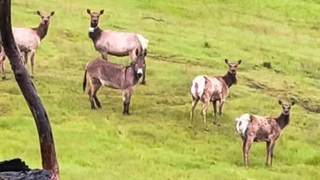 Escaped Pet Donkey Found ‘Living Best Life’ with Elk in California ...