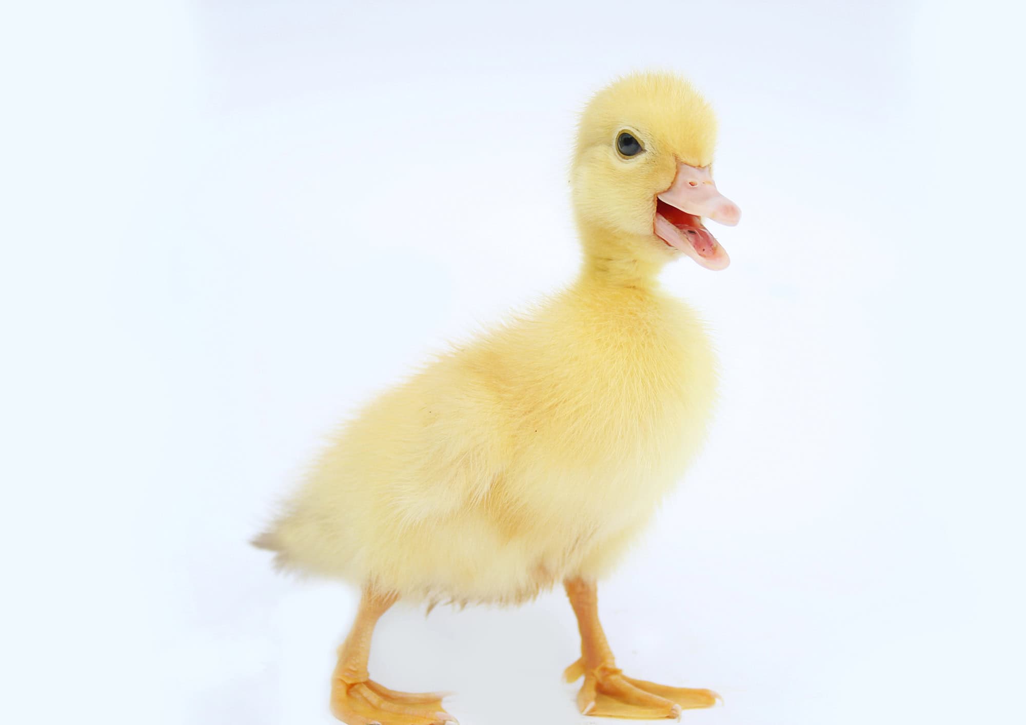 Kitten Takes Duckling Friends on an Adventure - Animals Around The Globe
