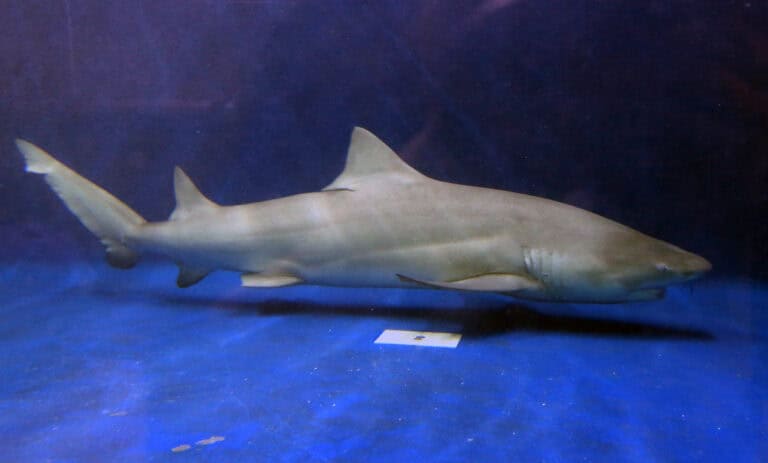 9 Shark Species That Prefer Warm Water — And 4 That Thrive in Cold