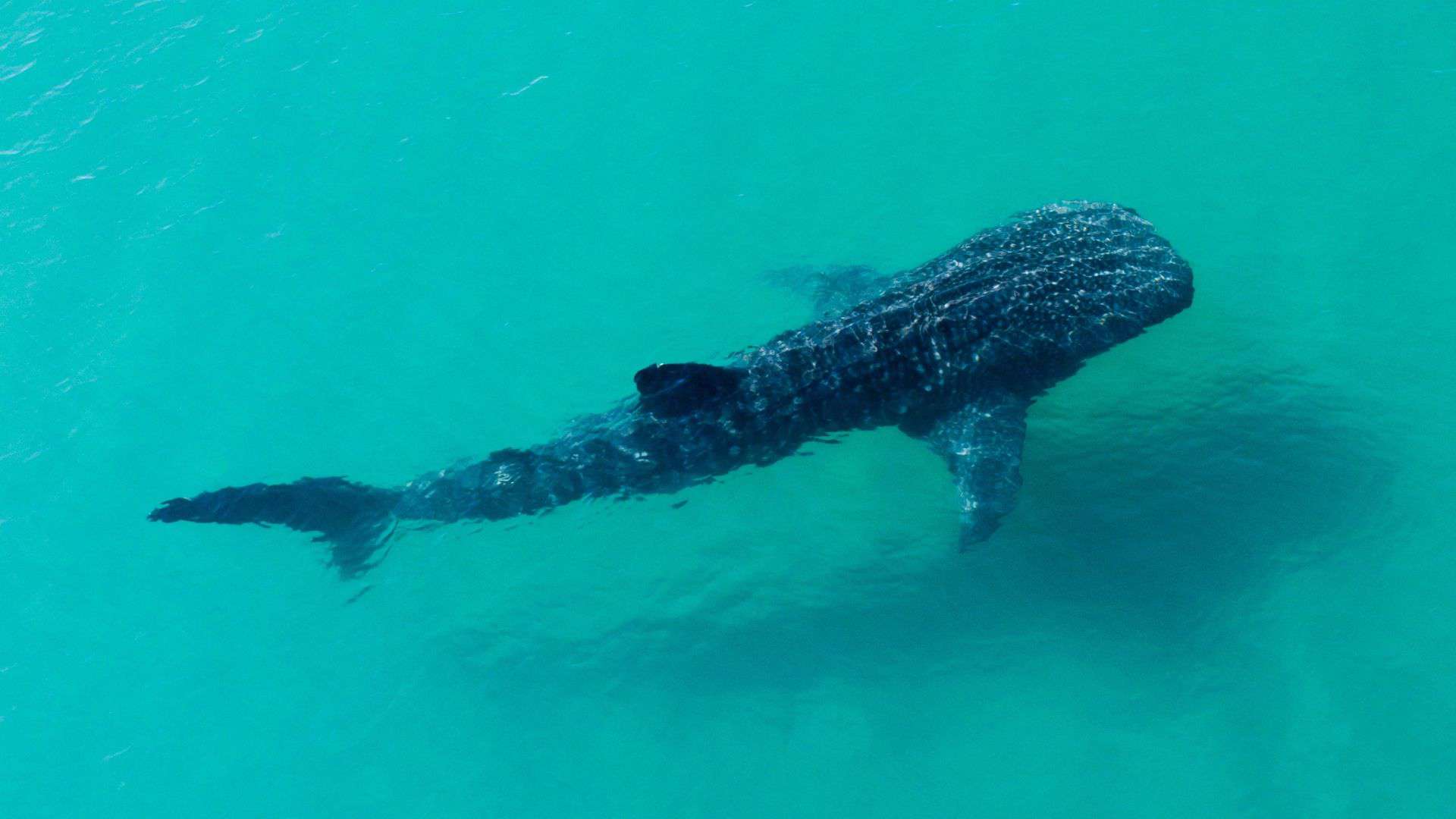 Huge 10ft Shark Spotted Swimming Close to UK Coast - Animals Around The ...