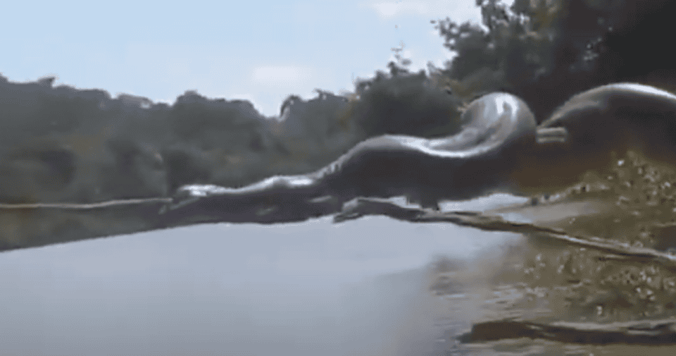 Giant Anaconda 10 meters long spotted in Brazil - Animals Around The Globe
