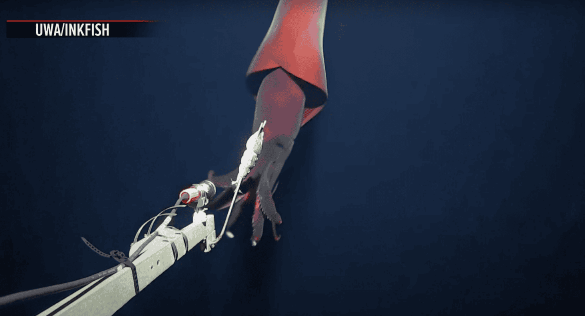 Super Rare Deep-Sea Hooked Squid Finally Caught On Camera - Animals ...