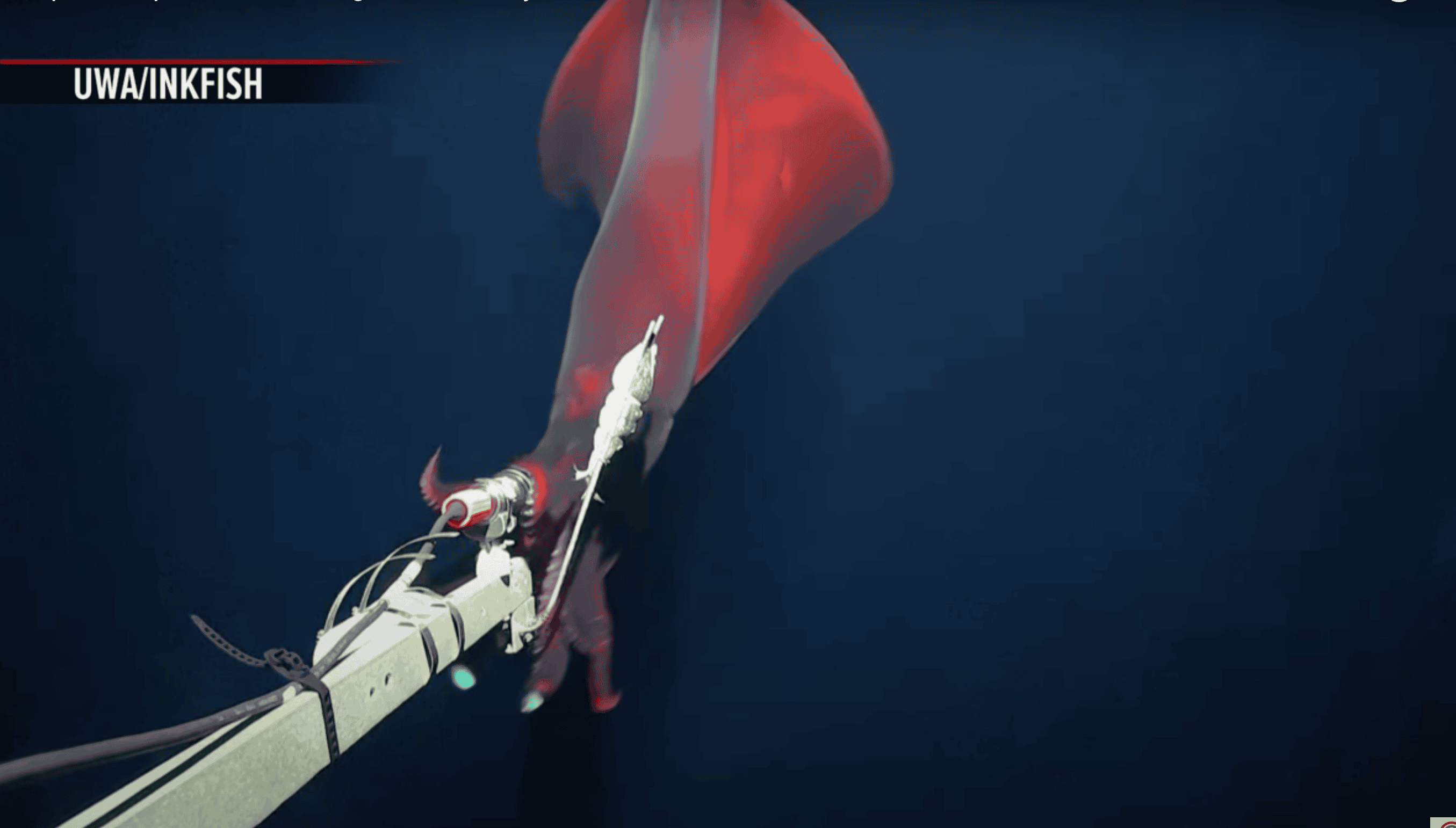 Super Rare Deep-Sea Hooked Squid Finally Caught On Camera - Animals ...