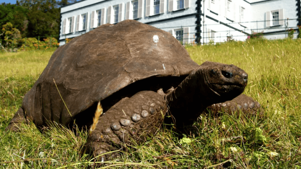 21 Animals Holding Guinness World Records - Animals Around The Globe