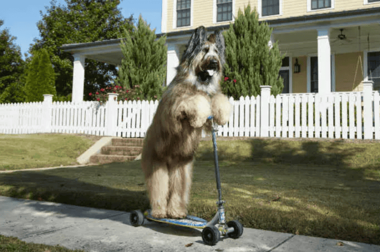 21 Animals Holding Guinness World Records - Animals Around The Globe
