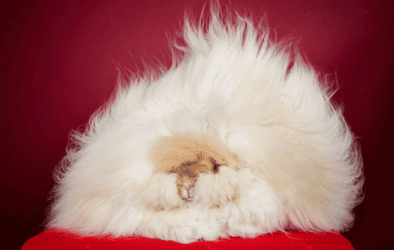 21 Animals Holding Guinness World Records - Animals Around The Globe