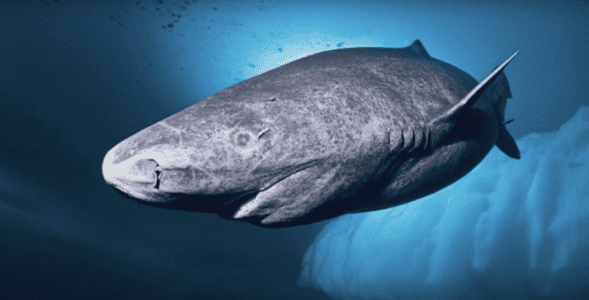 Ancient Greenland Shark Born In The 1600s Still Alive Today - Animals ...