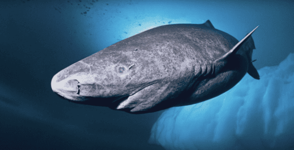 Ancient Greenland Shark Born In The 1600s Still Alive Today - Animals ...
