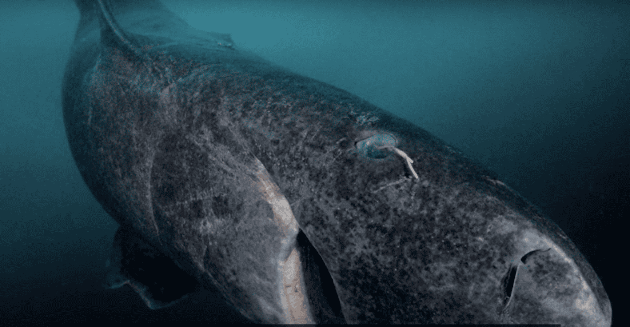 Ancient Greenland Shark Born In The 1600s Still Alive Today - Animals ...