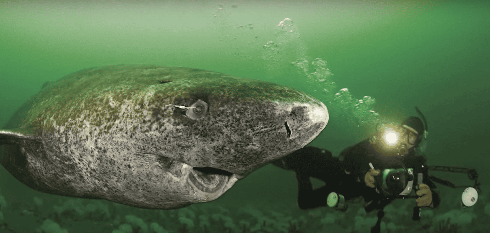 Ancient Greenland Shark Born In The 1600s Still Alive Today - Animals ...