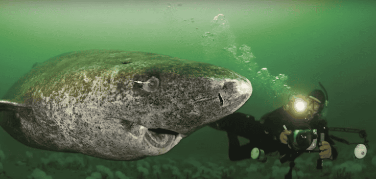 Ancient Greenland Shark Born In The 1600s Still Alive Today - Animals ...