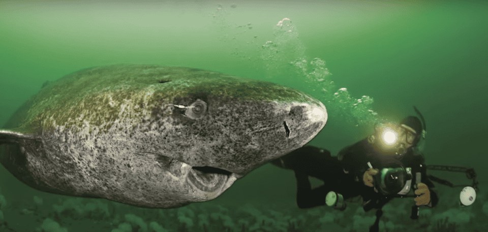 Ancient Greenland Shark Born In The 1600s Still Alive Today - Animals ...